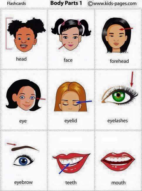 Detailed Body Parts in English – Materials For Learning English