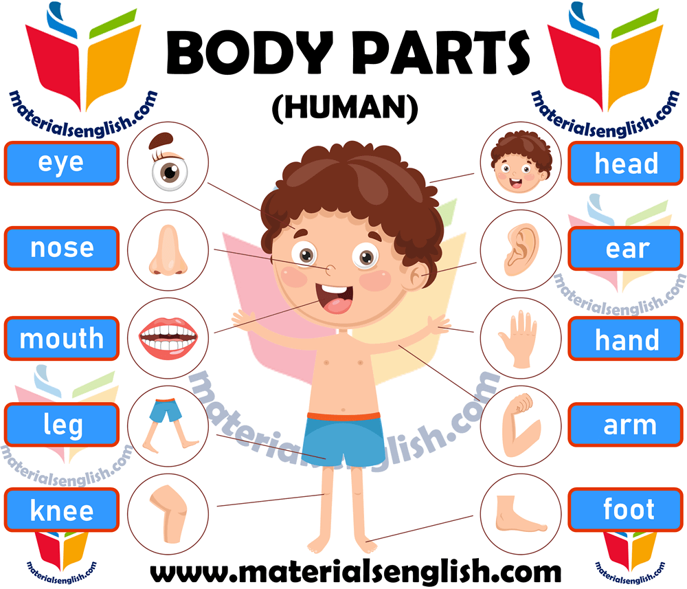 Human Body Parts Materials For Learning English Human Body Parts Materials For Learning English